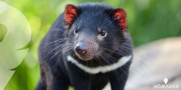 Demonio de Tasmania - Curiosidades, Hábitat, donde verlos - Nomadas
