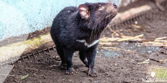 Demonio de Tasmania - Curiosidades, Hábitat, donde verlos - Nomadas