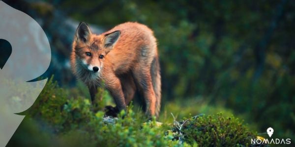 Dingo australiano - Curiosidades - Dónde verlos - Nomadas