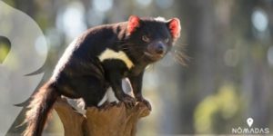 Insectos de Australia - Bichos raros que te vas a encontrar - Nomadas