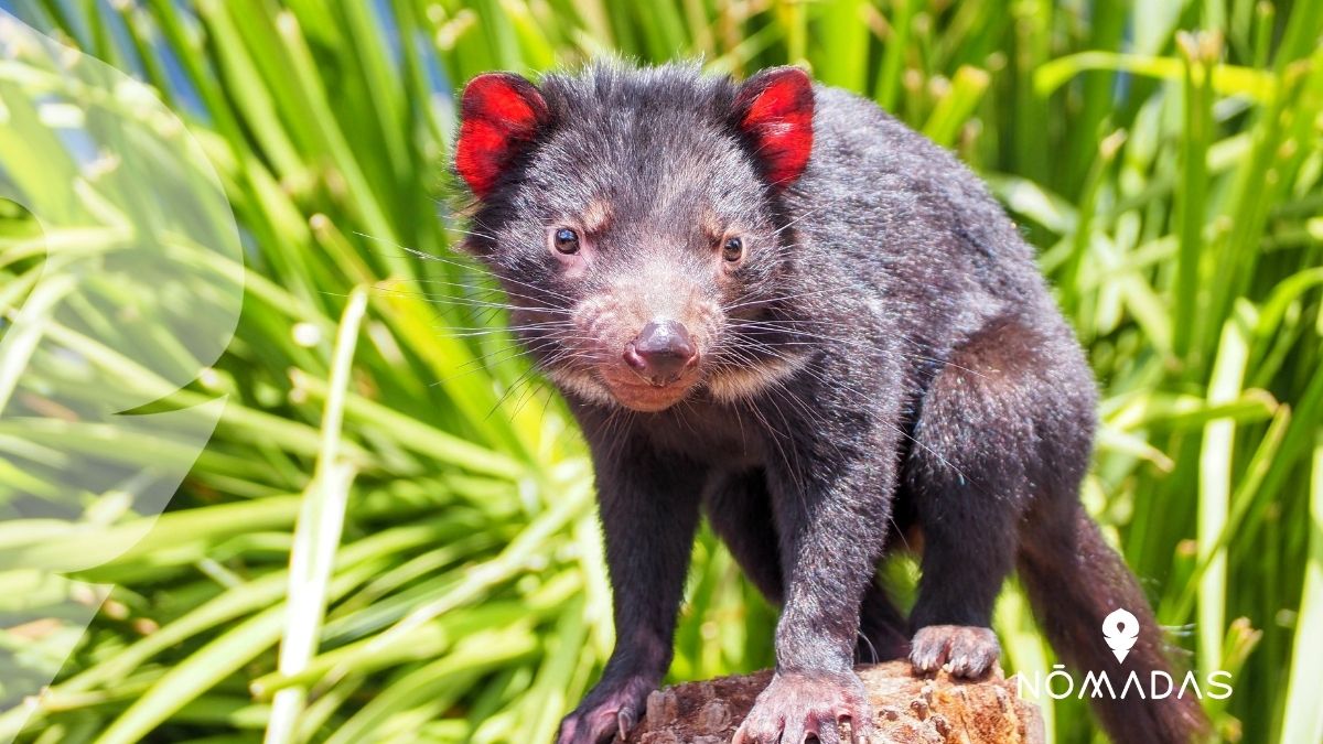 Demonio de Tasmania - Curiosidades, Hábitat, donde verlos - Nomadas