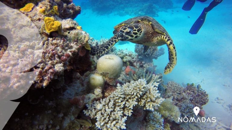 Insectos de Australia - Bichos raros que te vas a encontrar - Nomadas