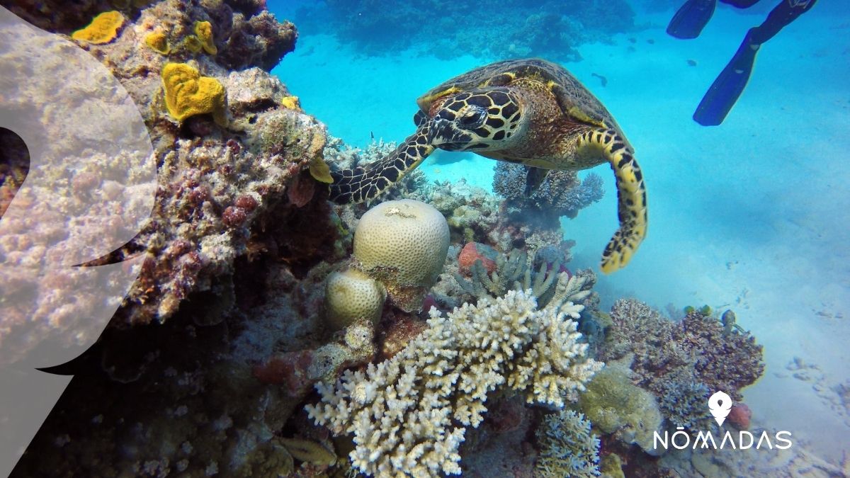 Insectos de Australia - Bichos raros que te vas a encontrar - Nomadas