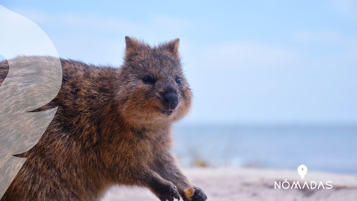 Quokka - el animal más fotogénico de Australia - Nomadas