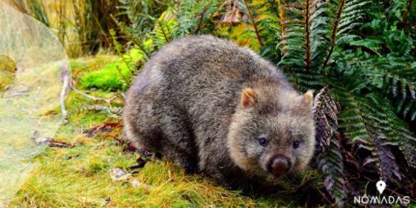 Wombat australiano - Curiosidades - dónde verlos - Nomadas