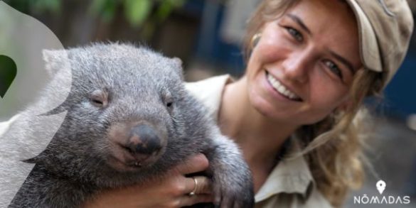 Wombat australiano - Curiosidades - dónde verlos - Nomadas