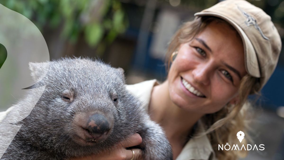 Wombat australiano - Curiosidades - dónde verlos - Nomadas