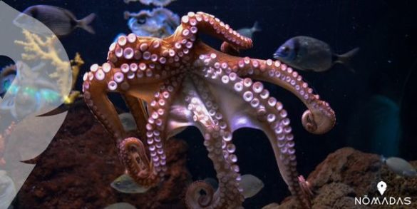 Insectos de Australia - Bichos raros que te vas a encontrar - Nomadas