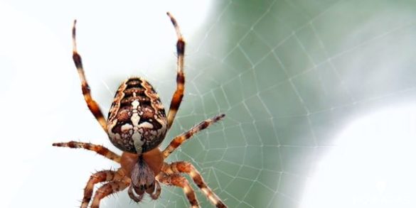 Insectos de Australia - Bichos raros que te vas a encontrar - Nomadas