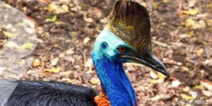 Insectos de Australia - Bichos raros que te vas a encontrar - Nomadas