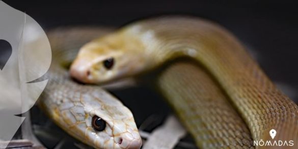 Insectos de Australia - Bichos raros que te vas a encontrar - Nomadas