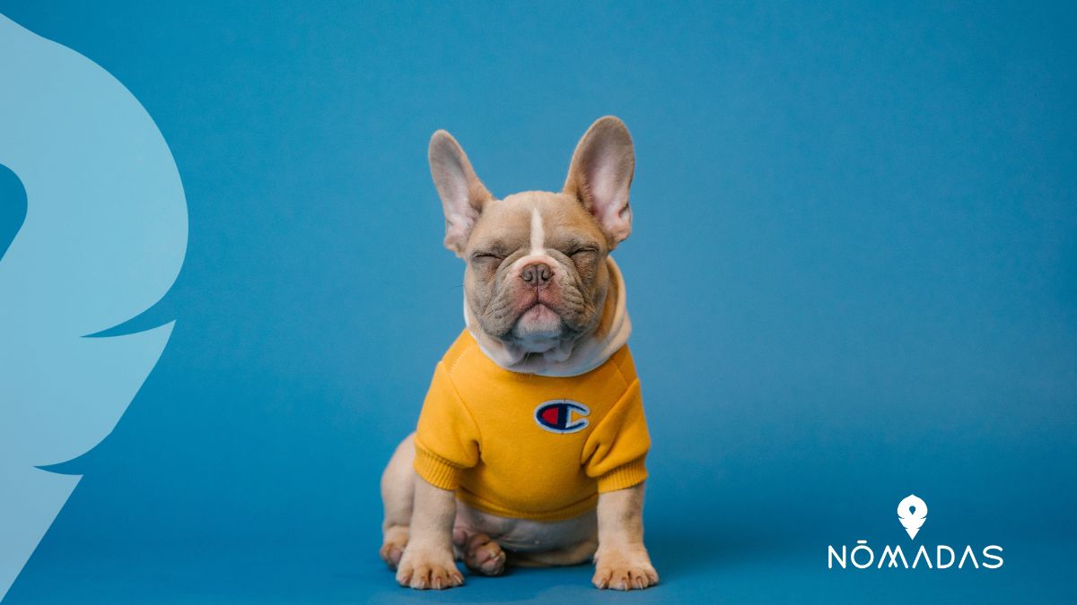 Estudiar Veterinaria En Estados Unidos Costo Becas Nomadas